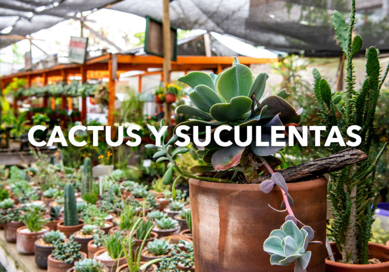 Garden Center - Vivero, plantas de interior y exterior, bonsai - Vitacura